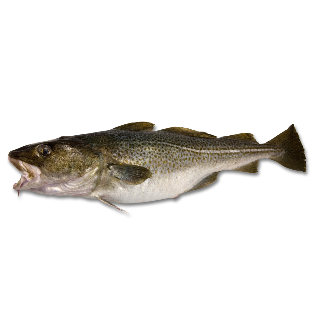 Cabillaud - Acheter du poisson frais en ligne