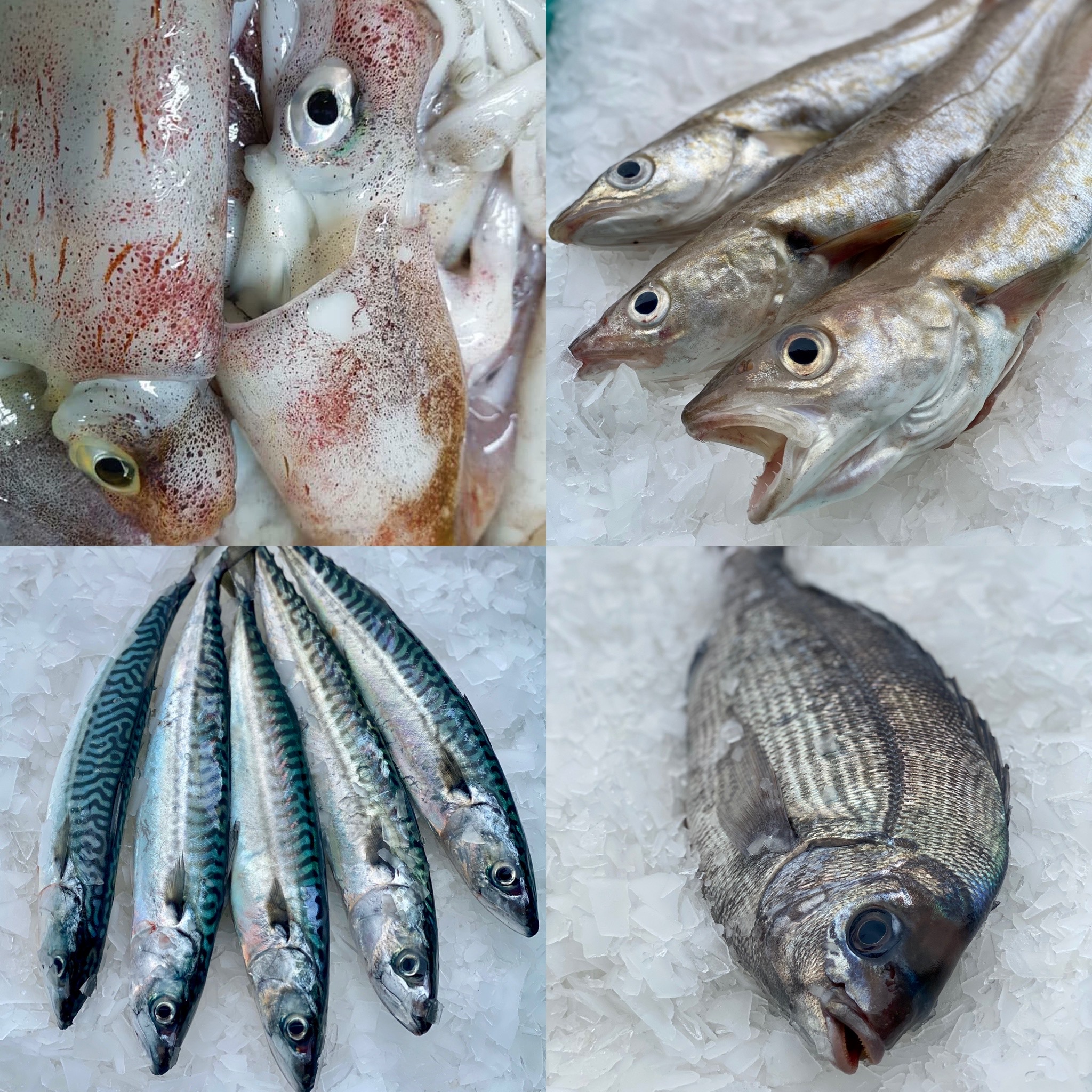 Box du Pêcheur - Acheter poissons frais box pecheur