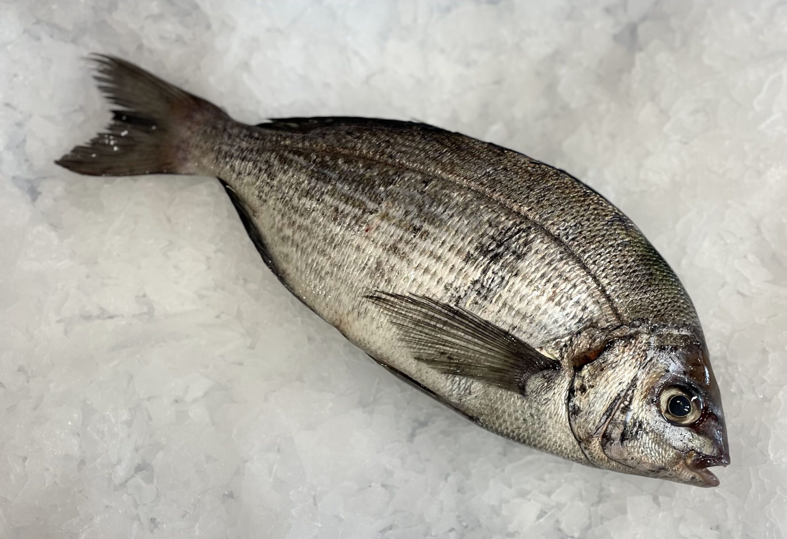 Dorade Grise - Commander de la dorade grise en ligne