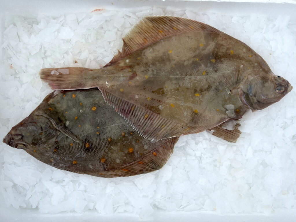 Carrelet/ Plie - Commander des carrelets frais en ligne